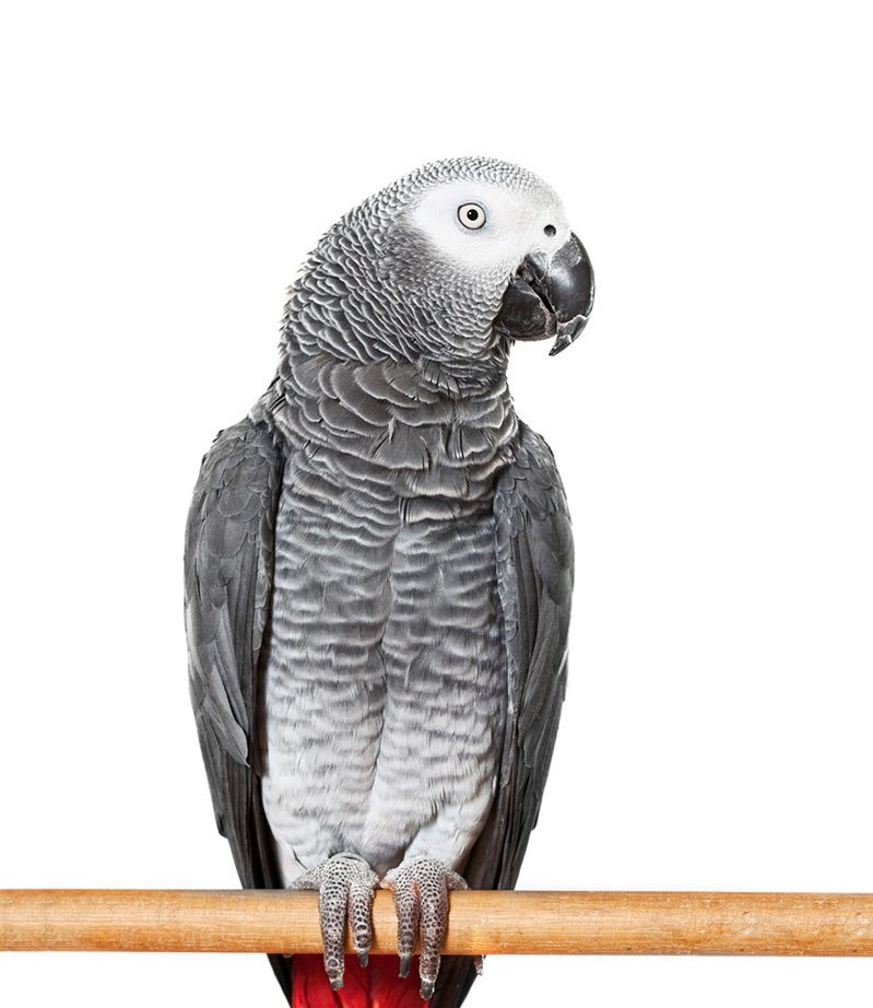 Avian Kits - PALS Vet Lab