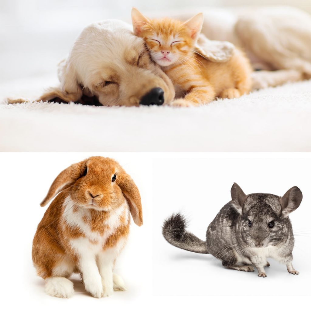 Avian Kits - Pals Vet Lab